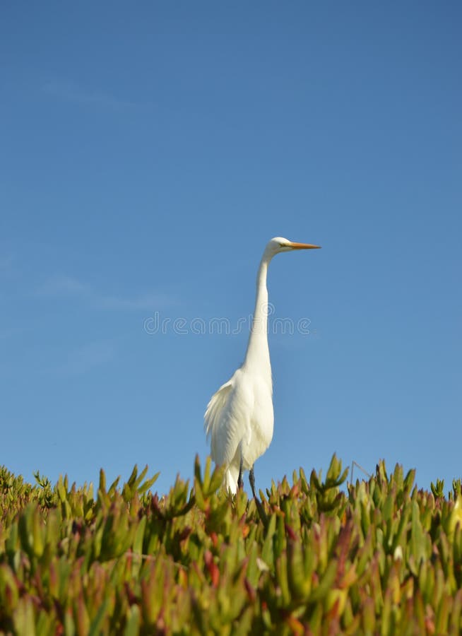 White Stork at the Beach stock image. Image of stork - 83680507