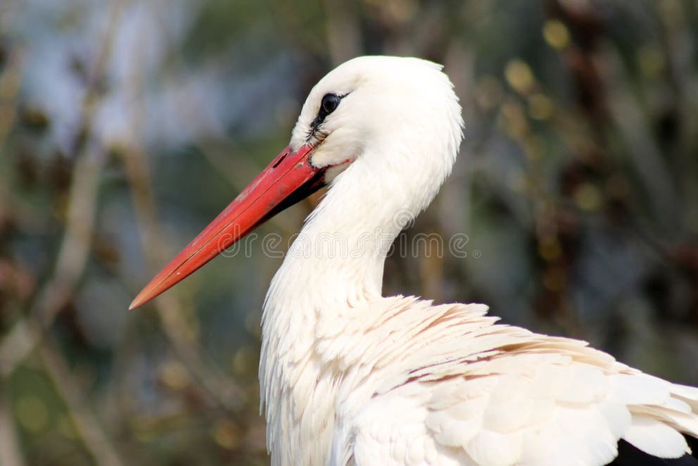 White stork stock photo. Image of grey, africa, peafoel - 53508610