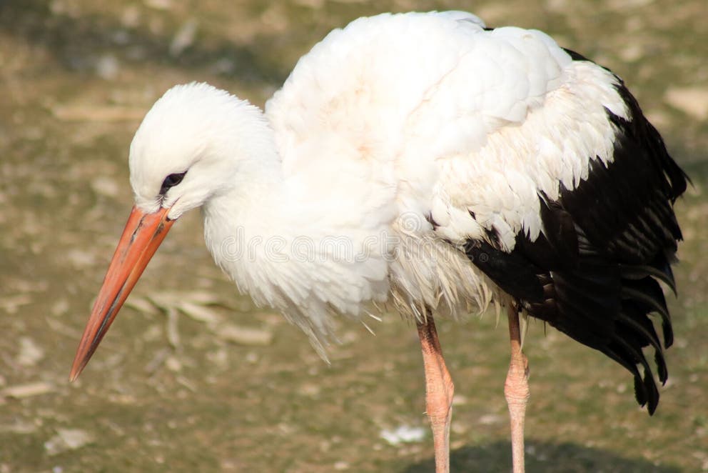 White stork stock photo. Image of heron, peafoel, bird - 53508622
