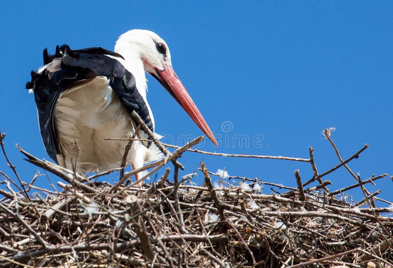 White Stork, Stork, Bird, Beak Stock Image - Image of ciconiiformes ...