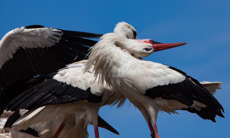 White Stork, Stork, Bird, Beak Picture. Image: 134701075