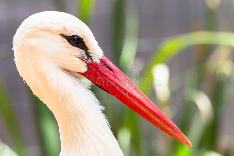 White stork nest stock image. Image of love, propagation - 31373201