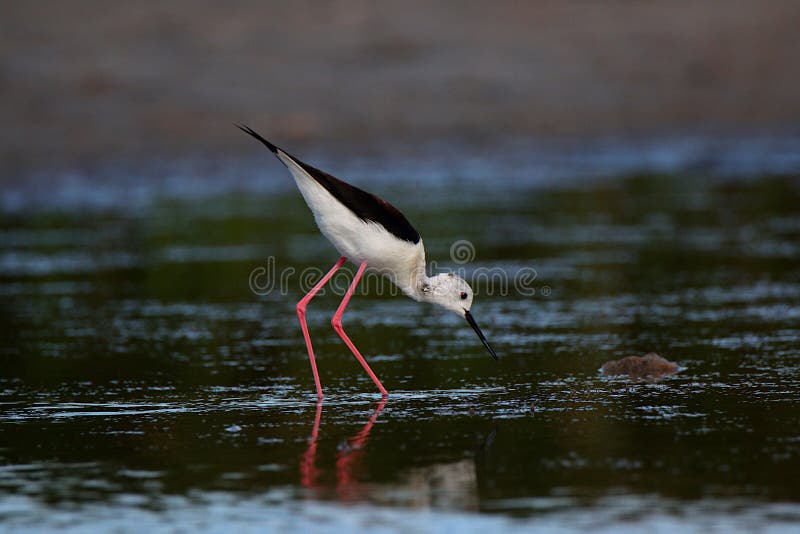 White stork bird stock photo. Image of duck, small, waterbird - 251230924