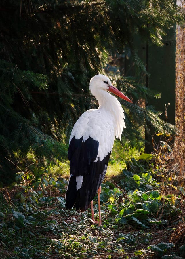 White stork bird stock image. Image of light, beak, green - 64779183
