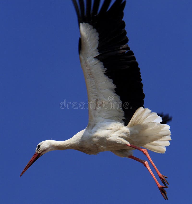 White Stork Birds in Flight during the Spring Nesting Period Stock ...