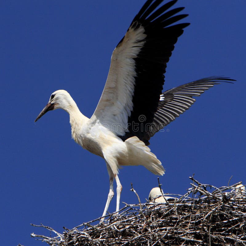 White Stork Birds on a Nest in Spring Season Stock Image - Image of ...