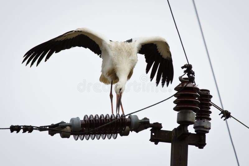 Electricity Line stock photo. Image of plant, morning - 65131284