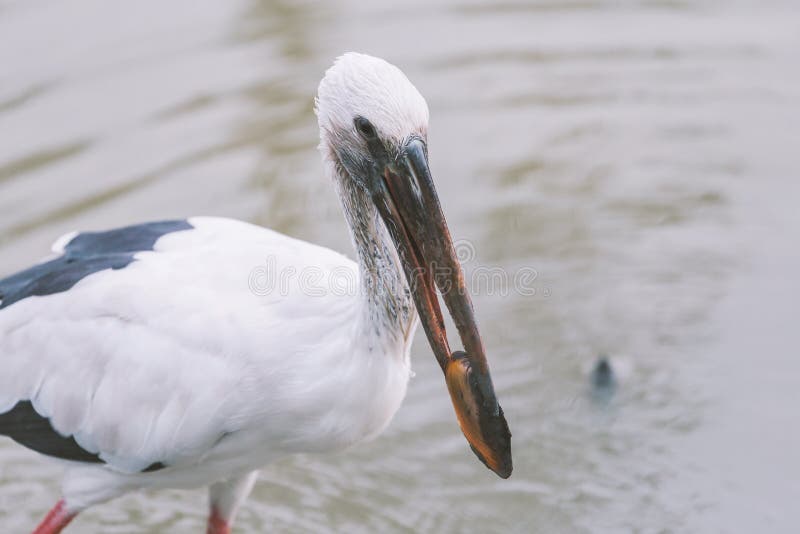 White Stork Catch Shellfish from Mud Water Stock Photo - Image of beak ...