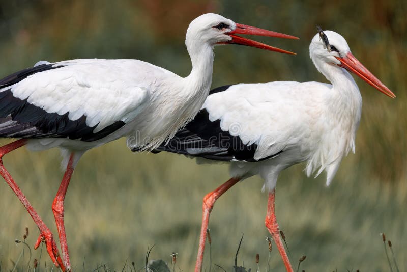 A White Stork Catching and Eating Fish Stock Image - Image of fish ...