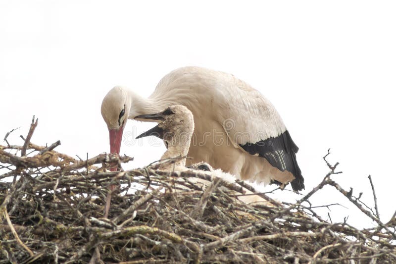 A White Stork with Chicks in Its Nest Stock Image - Image of feathered ...