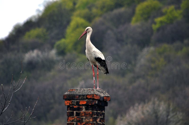 White Stork on chimney_3 stock photo. Image of spring - 91243378