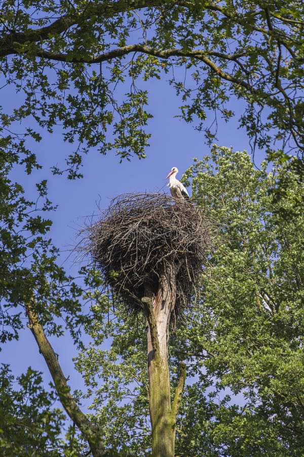 Breeding White Stork in the Netherlands Stock Image - Image of ...
