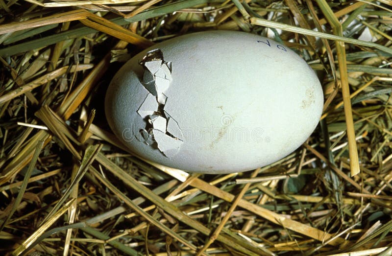 White Stork, Ciconia Ciconia, Chick Hatching from Egg in Nest Stock ...
