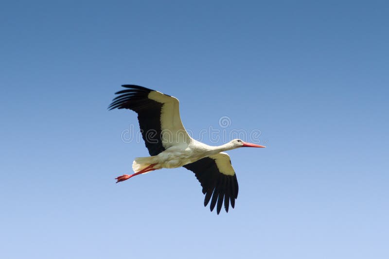 Flying Arrow. White Stork in Flight. Danube Delta, Landmark Attraction ...