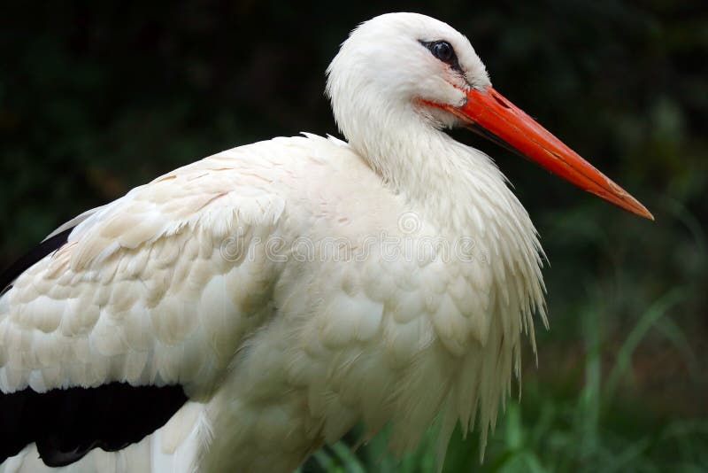 White stork in side view stock image. Image of white - 198281425