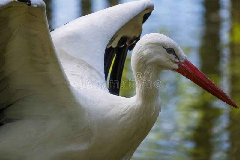 White stork stock image. Image of outdoors, pond, ciconia - 92317549