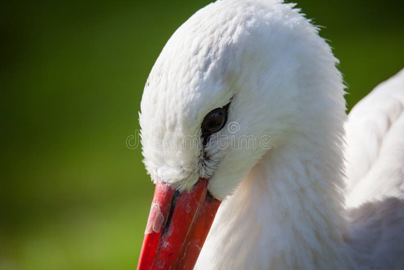 White stork stock image. Image of orange, head, feather - 76919053