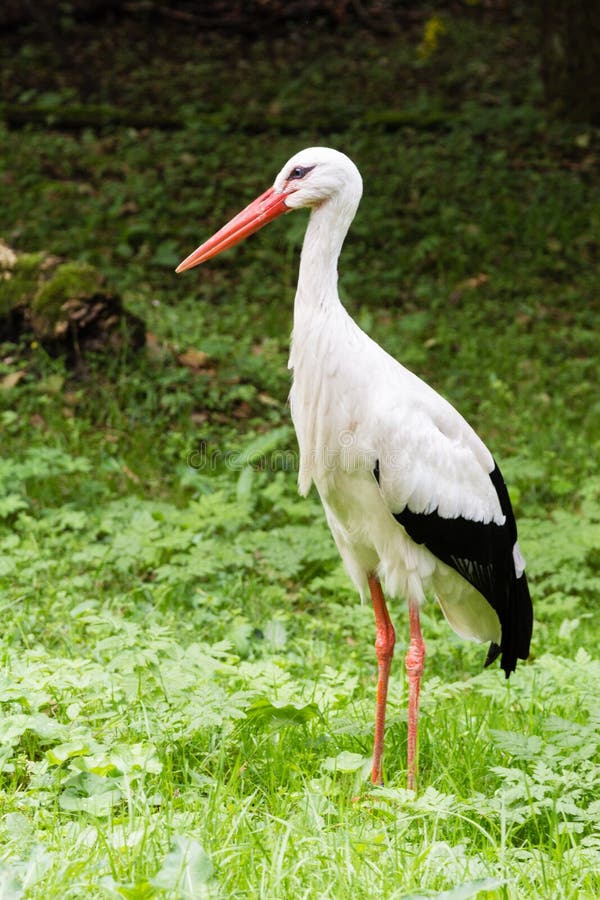 White Stork stock photo. Image of meadows, close, horizontal - 80501022