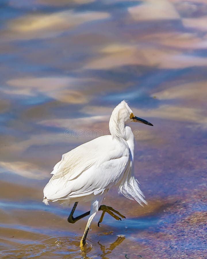 White Stork at Coast Beach, Montevideo, Uruguay Stock Image - Image of ...
