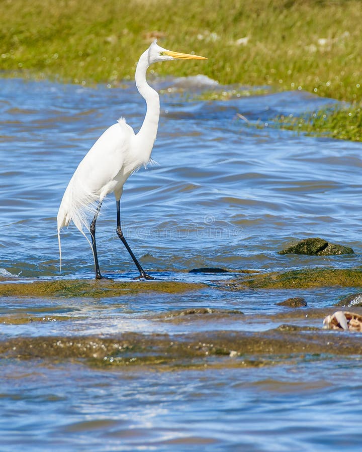 White Stork at Coast Beach, Montevideo, Uruguay Stock Photo - Image of ...