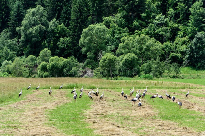 White Stork Colony. stock image. Image of nature, spring - 145131517