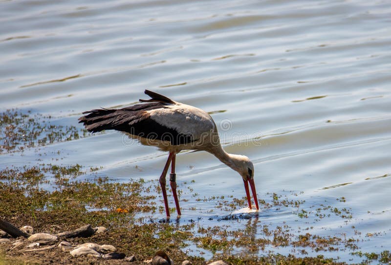 White stork drinking water stock illustration. Illustration of water ...