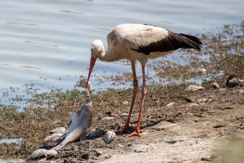 A White Stork Eating a Fish on the Shore Stock Image - Image of avian ...