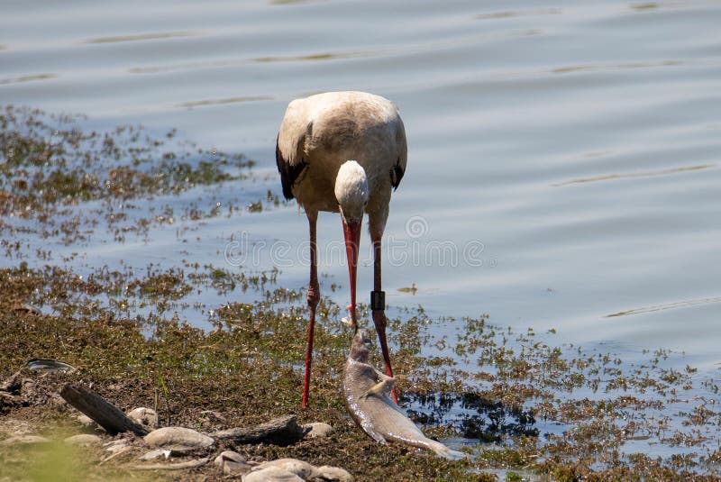 A White Stork Eating a Fish on the Shore Stock Photo - Image of fish ...