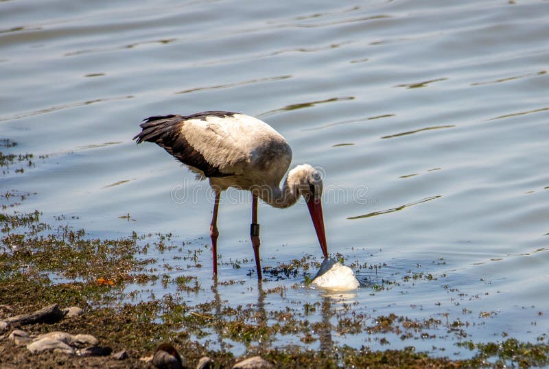A White Stork Eating a Fish on the Shore Stock Image - Image of europe ...