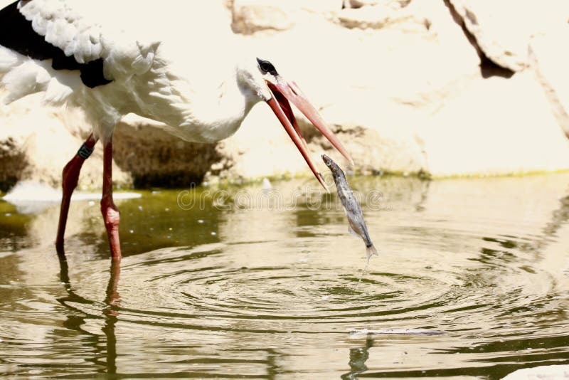 A white stork eating stock image. Image of eating, white - 124268779