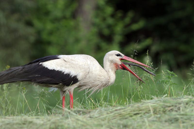 Stork eating in the garden stock image. Image of village - 218786381
