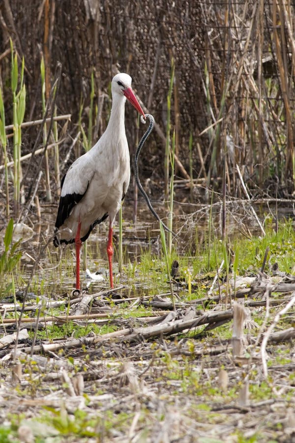 White Stork Eating a snake stock image. Image of wader - 18327543