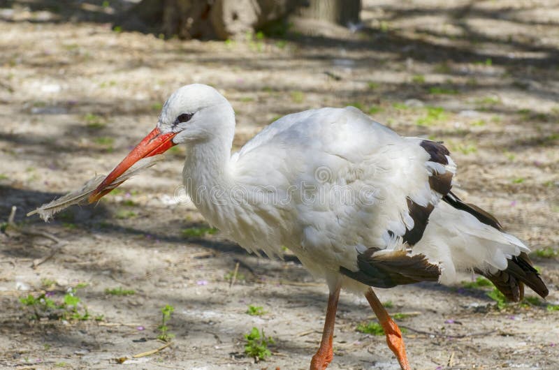 White Stork with Single Feather Stock Photo - Image of stork, europe ...