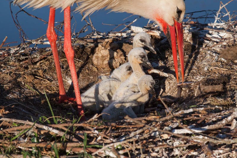 White stork feeding chicks stock photo. Image of nature - 32004890