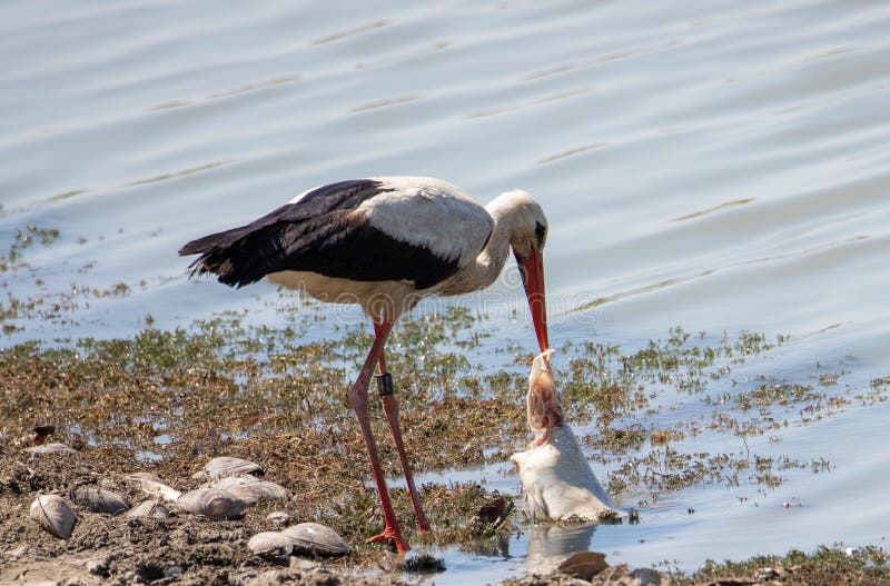 A White Stork Feeding on a Fish on the Shore Stock Photo - Image of ...