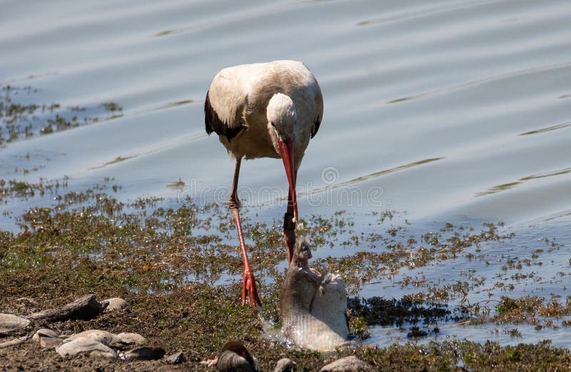 A White Stork Feeding on a Fish on the Shore Stock Image - Image of ...