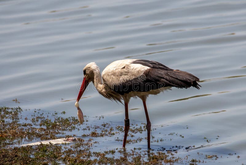 A White Stork Feeding on a Fish on the Shore Stock Photo - Image of ...