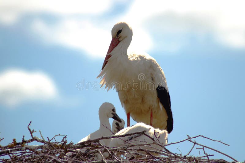 White stork stock image. Image of branch, nest, green - 73633453