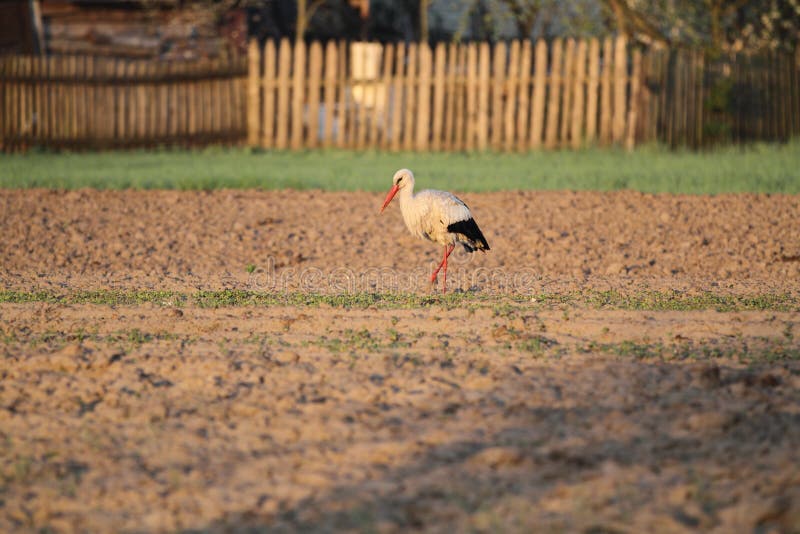 White stork stock image. Image of outdoors, meadow, spring - 33326327