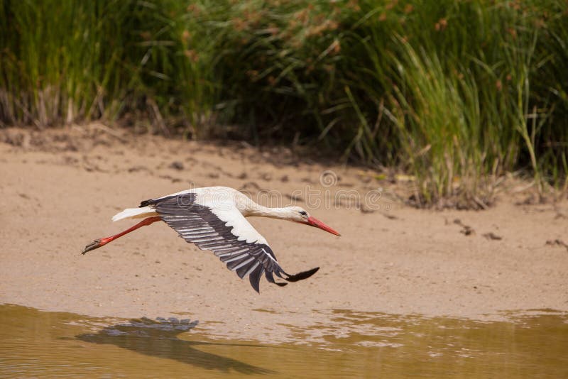 White Stork in flight stock image. Image of european - 27413447