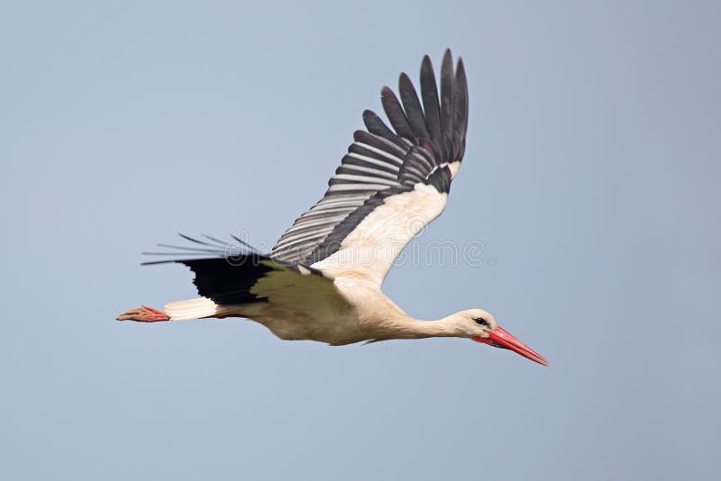 White stork in flight stock image. Image of animal, flight - 48223359