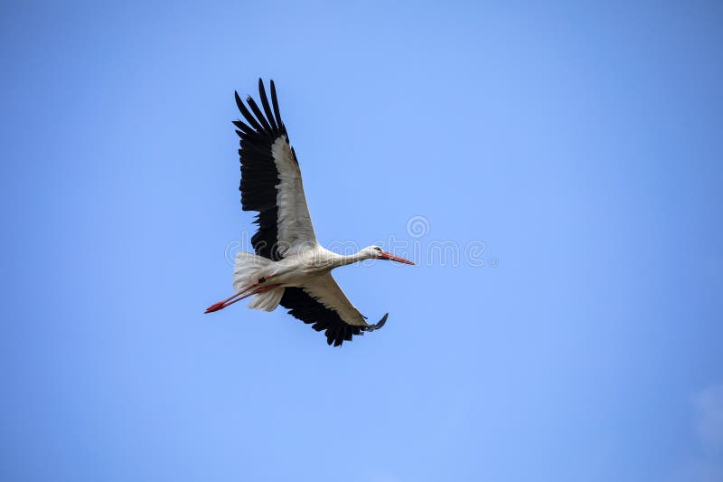 White Stork in flight stock image. Image of white, clear - 124517647