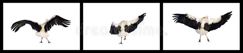 White Stork Flight Sequence on White Background Stock Photo - Image of ...