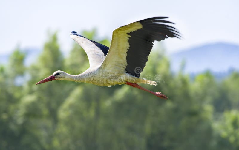 White stork stock image. Image of feather, wild, stork - 151376451