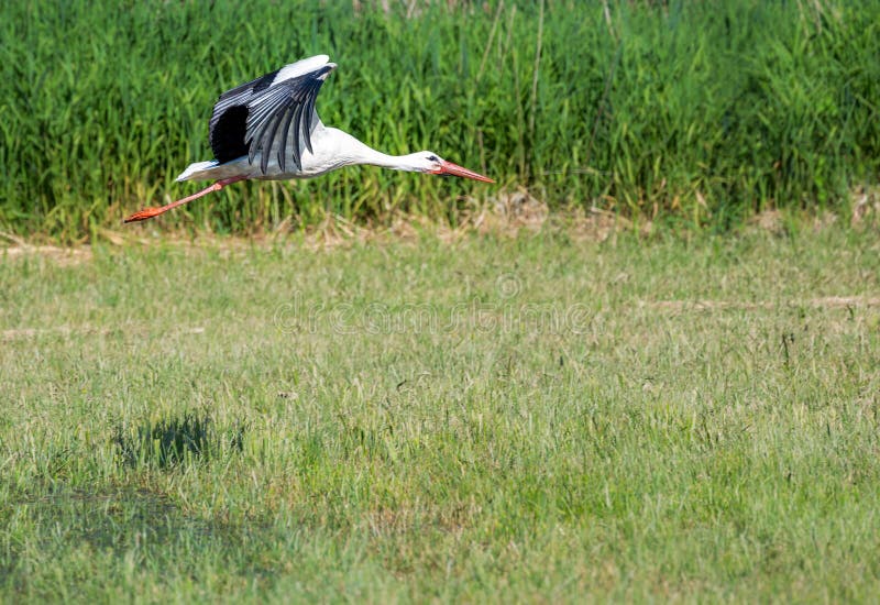 White Stork Flying Above a Meadow Stock Image - Image of wildlife ...