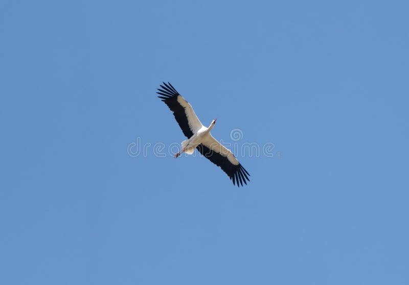 White Stork Flying Bird stock photo. Image of feathers - 377117250
