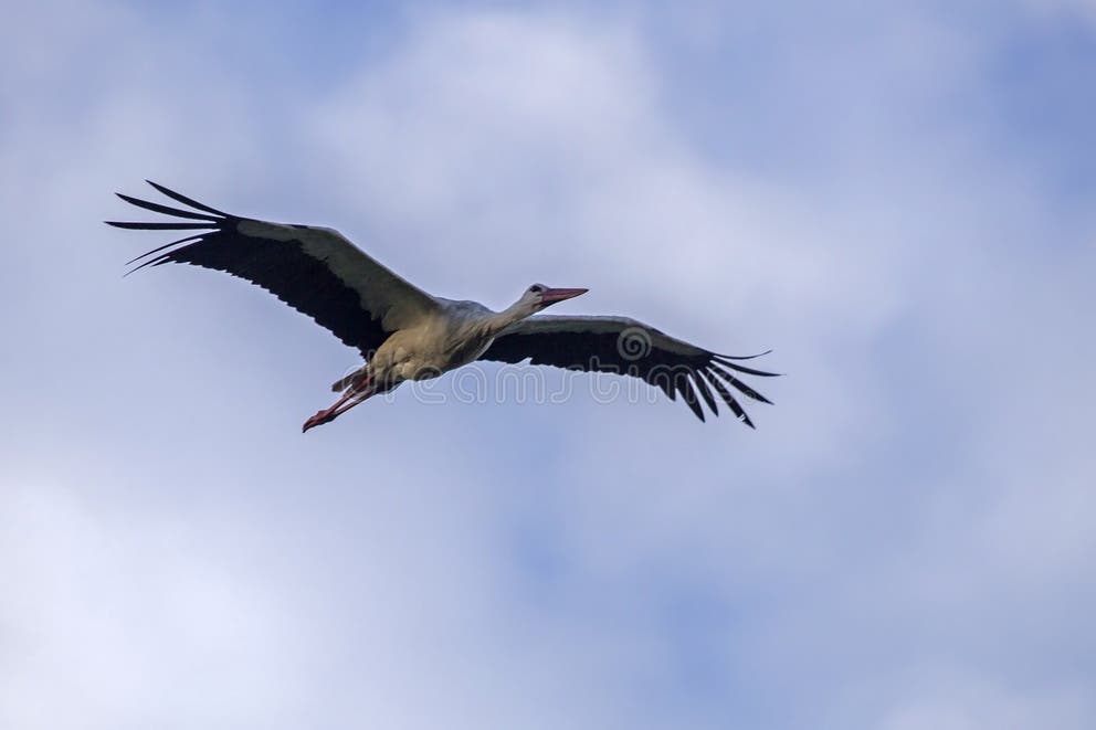 White Stork Flying on the Blue Sky. Stock Photo - Image of color ...