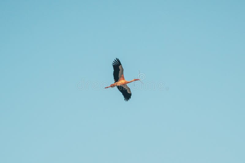 White Stork on Its Nest in Munster Stock Image - Image of stork ...