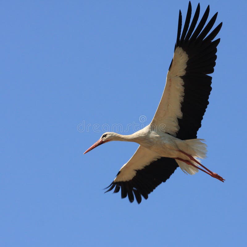 Flying white stork stock image. Image of bird, spring - 31303109