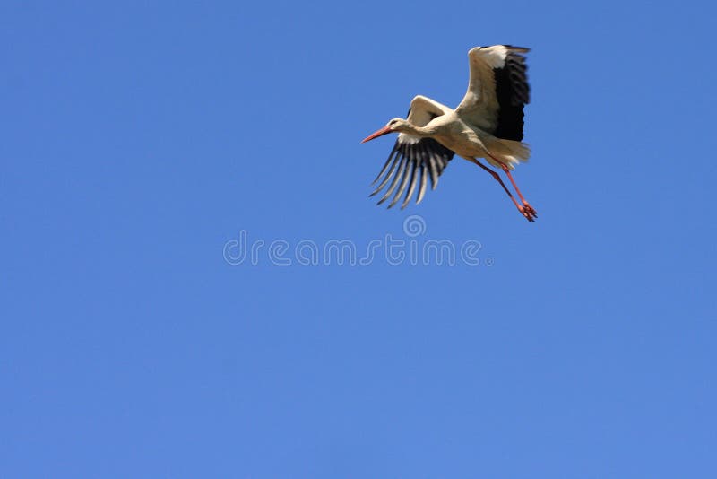 White stork flying stock photo. Image of leaves, birds - 140427792